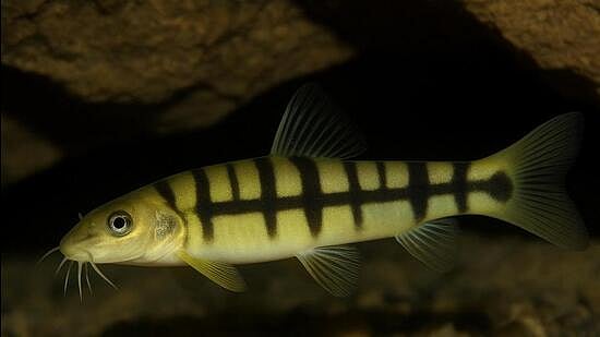 Discovery Breakthrough: New Cave Fish Species Found in Meghalaya