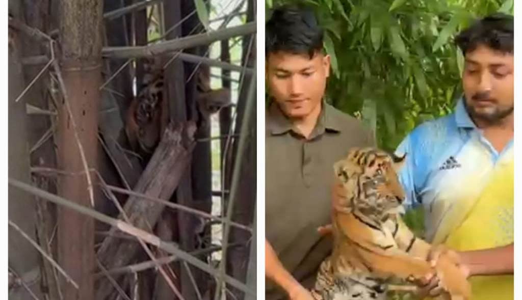 Royal Bengal Tiger cub rescued and released in Biswanath District