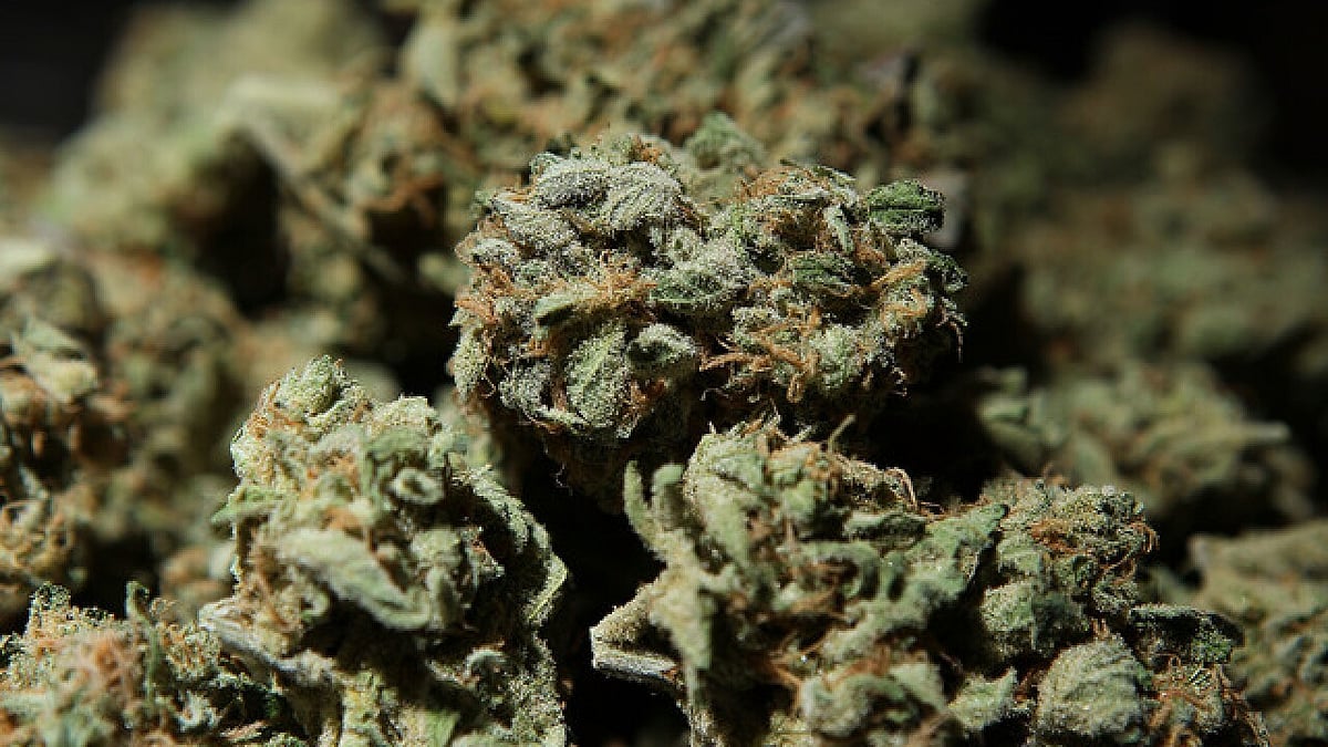 Assam: Dibrugarh police seize over 667 grams of cannabis