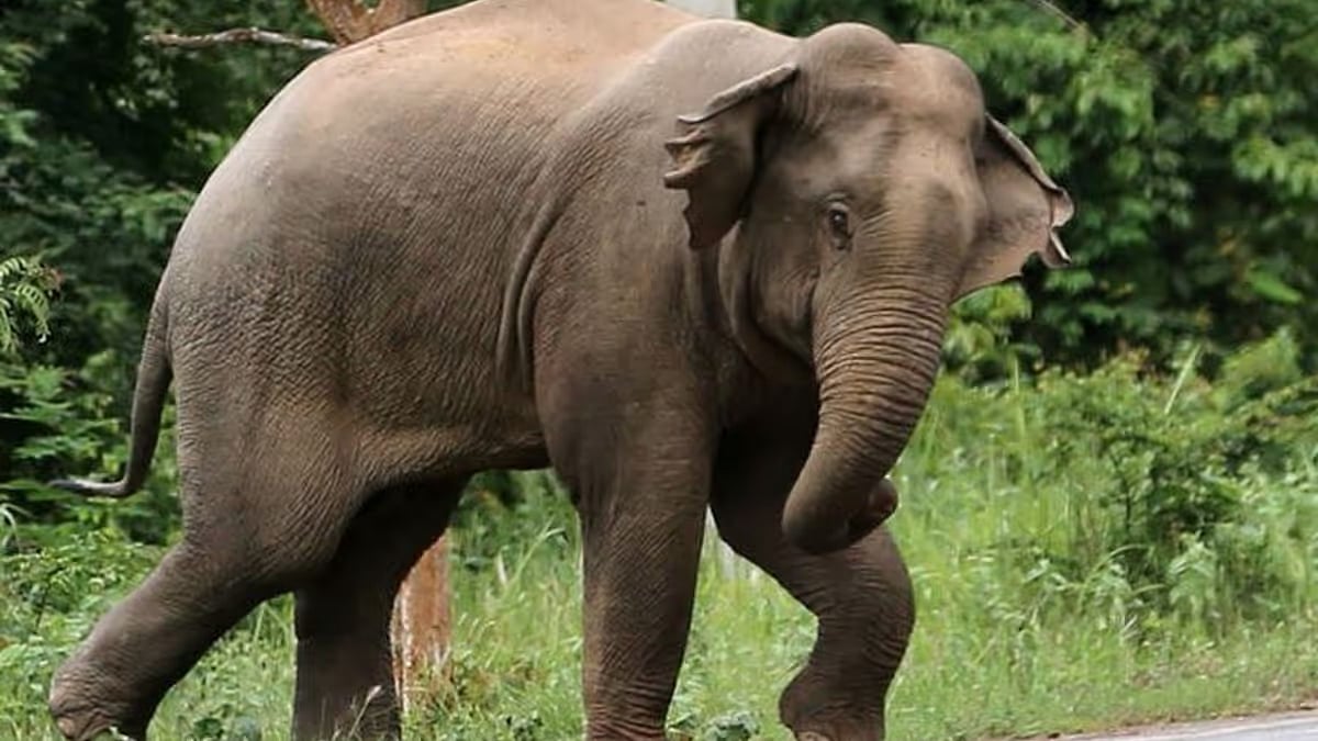 Farmer trampled to death by wild elephant near India-Bhutan border