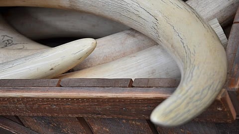 Ivory tusk weighing 1.8 kg recovered from Poacher’s Residence