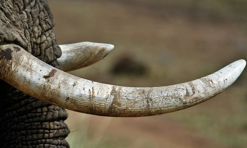 Missing Ivory Tusk Recovered, One More Held in Poaching Case