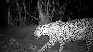 Golaghat: Leopard panic grips in Badulipar-Seuni villages