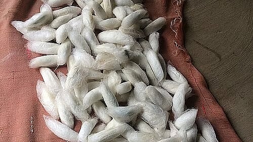 PM Modi hails Meghalaya’s Eri Silk, applauds Khasi tradition