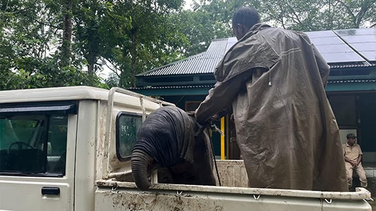 Stray elephant calf reunited with mother in Kaziranga