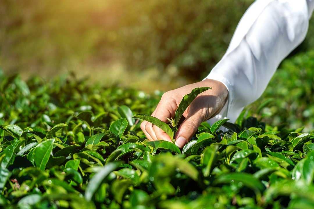 Assam Leads: India’s Tea Production Up by 37.44 Million kg in May 2025
