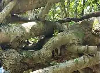 Kanchan trees: A nature-based solution to riverbank erosion in Majuli