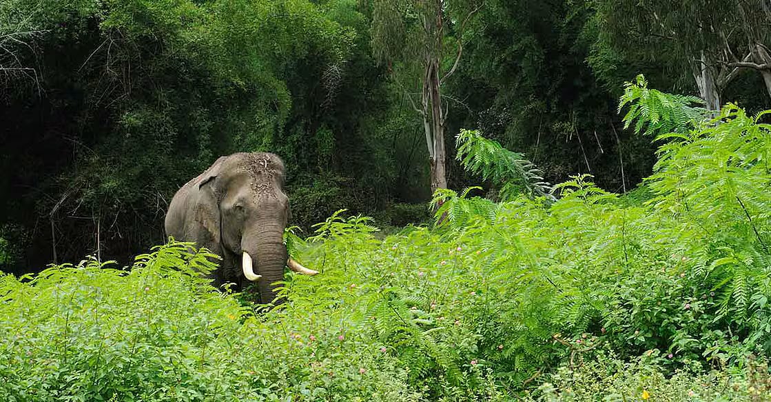 Assam: Two killed in separate wild elephant attacks in Nagaon district