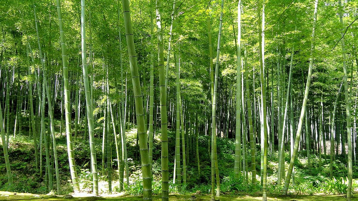 Making NE a hub of bamboo packaging