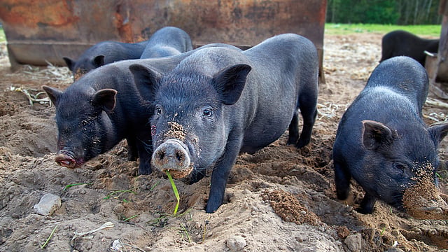 Sivasagar imposes ban on pig movement after ASF outbreak