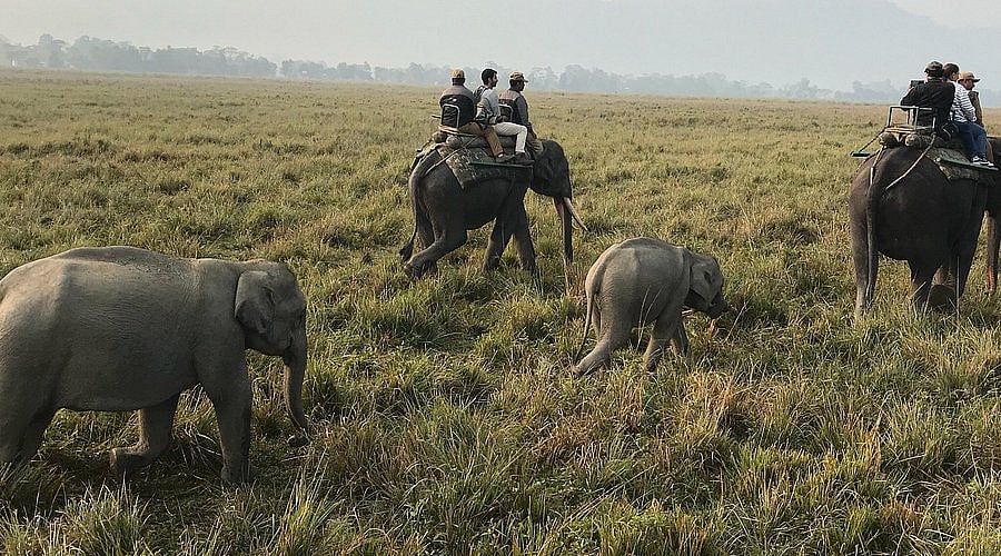 Assam: Elephant safari to begin in Kaziranga National Park from Nov 1
