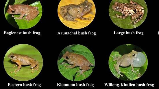Biodiversity Breakthrough: Six Amphibians Discovered in Arunachal