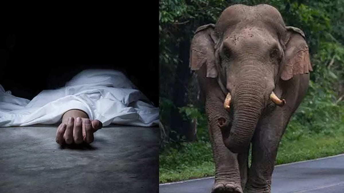 Wild Elephant tramples man to death in broad daylight attack