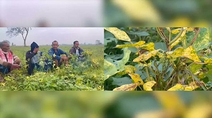 Black-Gram Disease Ravages Lakhimpur Pulse Crops
