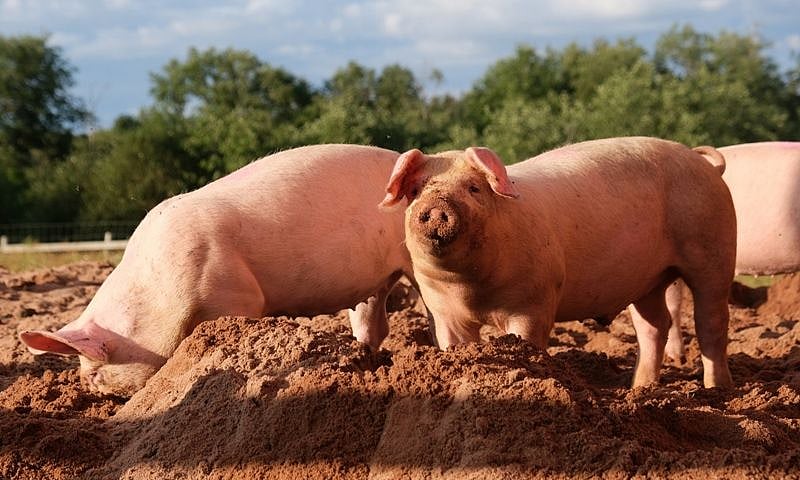Assam Culls 486 ASF-Infected Pigs at Border to Contain Outbreak
