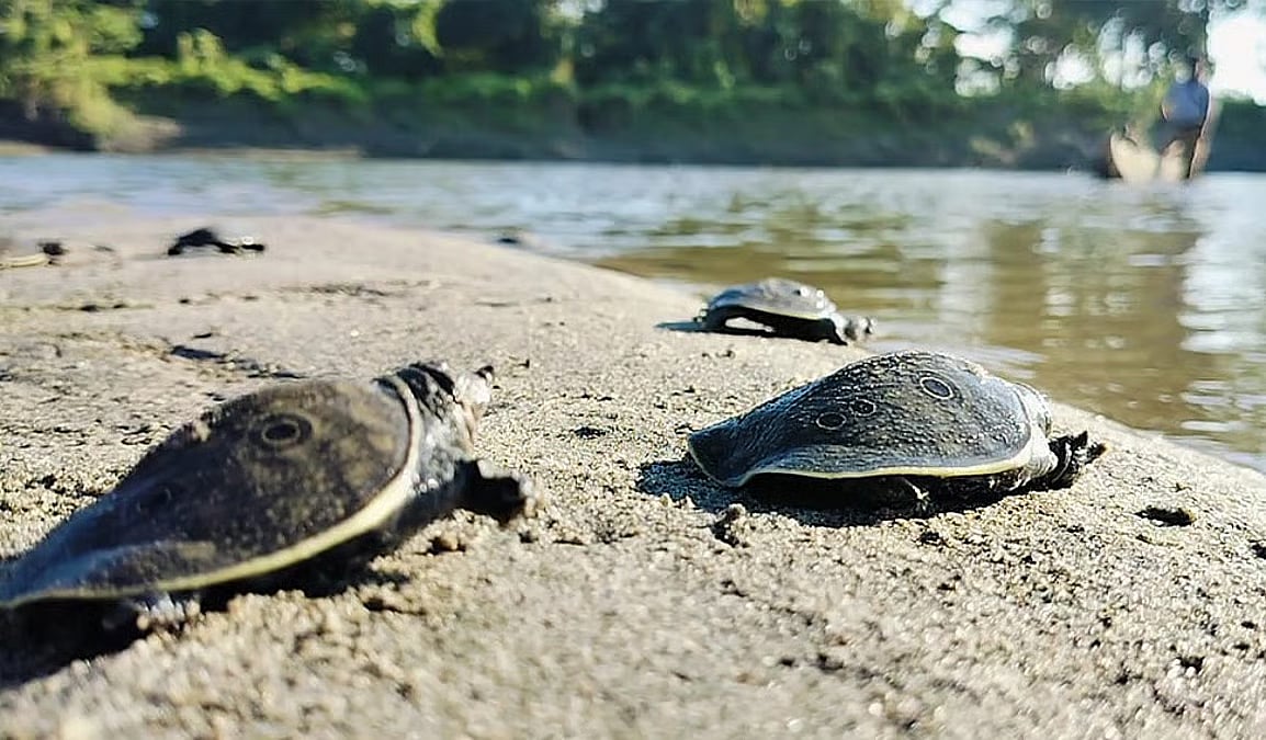 220 black softshell turtle hatchlings released in Kaziranga Wetlands