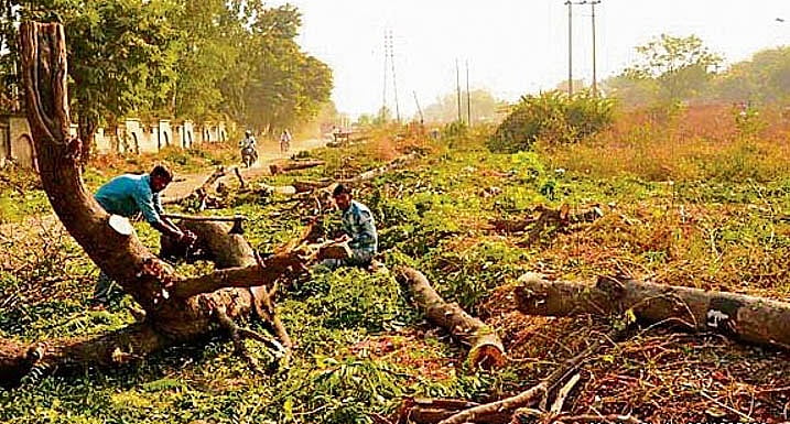 12,031 ha of forest land in NE diverted for non-forest use