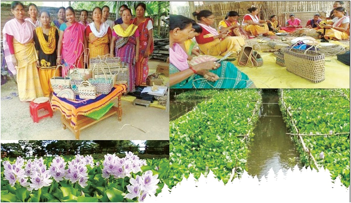 Assam converts water hyacinth into sustainable livelihoods