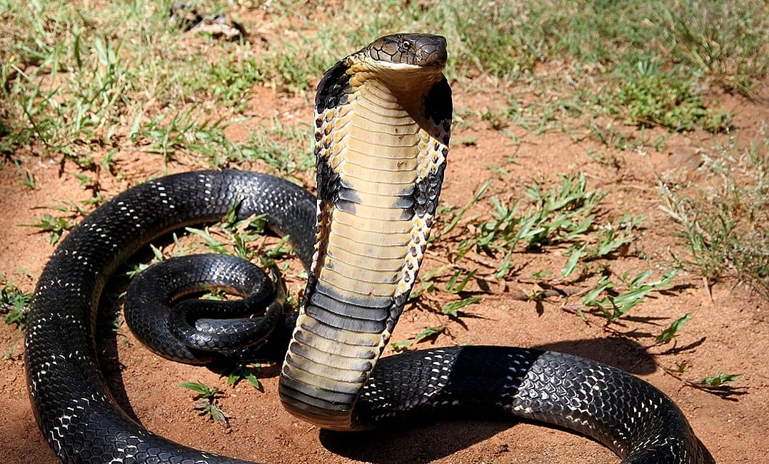 First case in Assam; Man survives king cobra bite