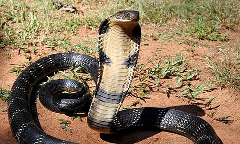 First case in Assam; Man survives king cobra bite