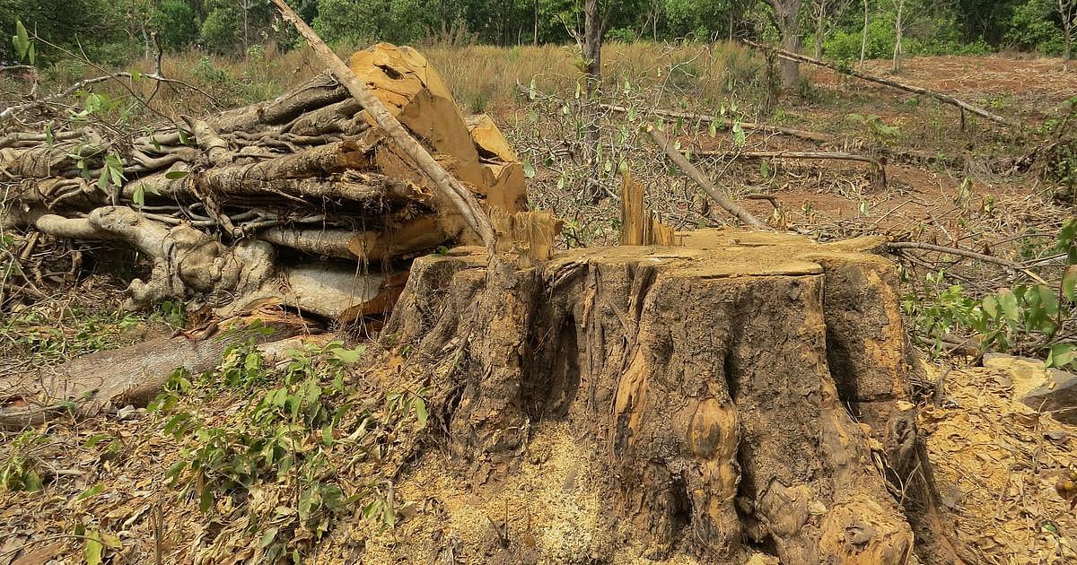 Large-scale forest destruction at Sikhnajhar National Park