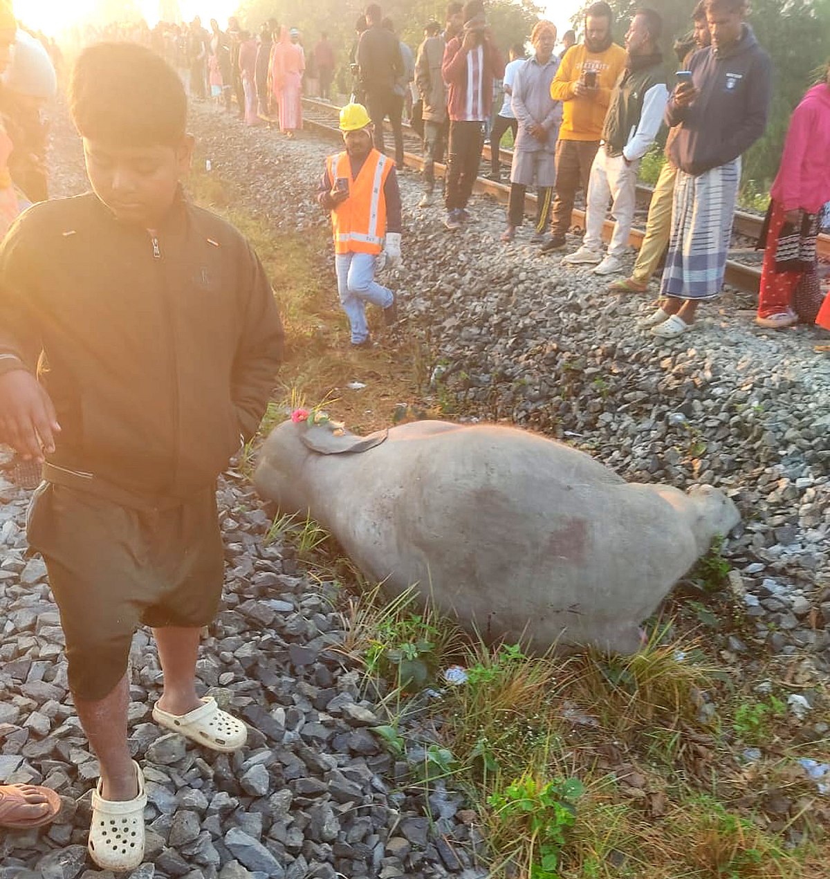 Assam: 7 elephants killed after getting hit by train in Hojai