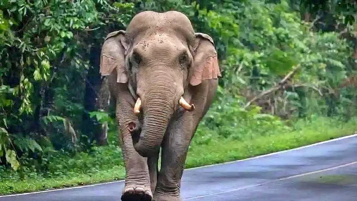 Assam: Herd of wild elephants trample crops and houses in Jamugurihat