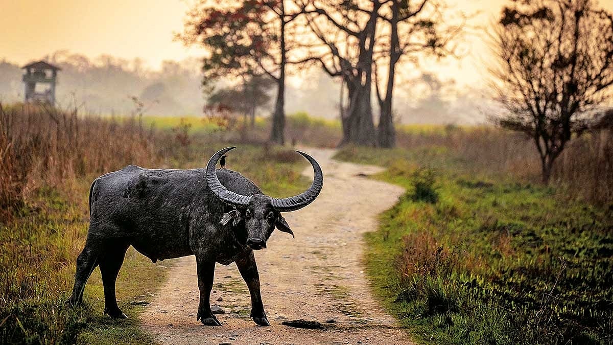 Narahari Das yet to receive compensation after wild buffalo attack