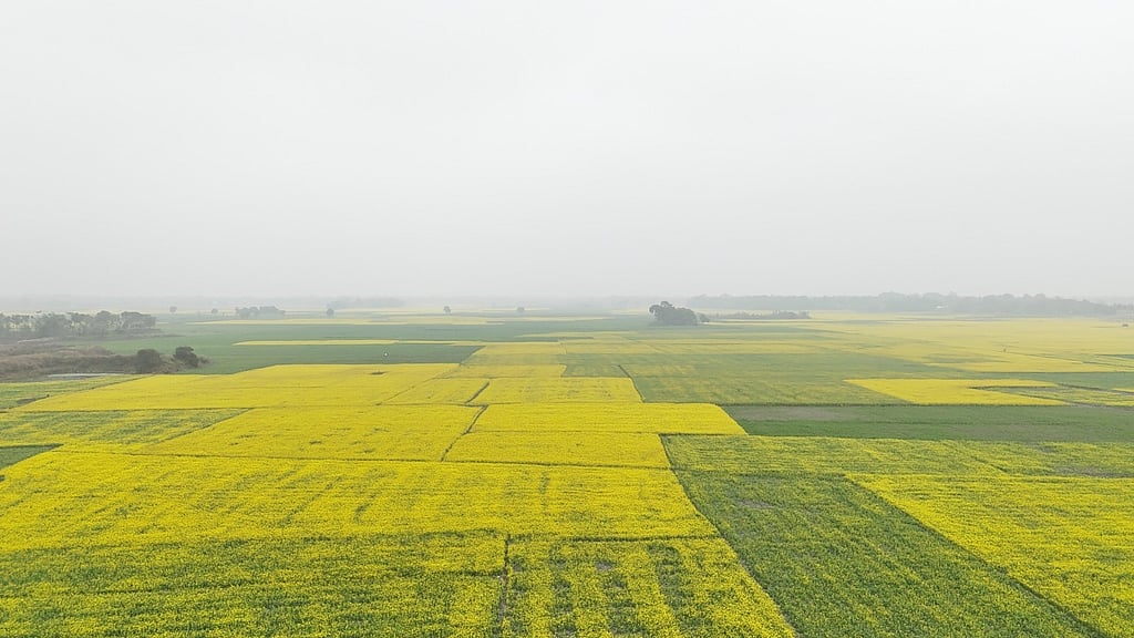 Toria seed production strengthens Assam’s oilseed self-sufficiency