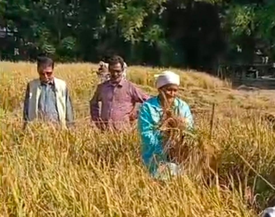 Assam: Low-cost paddy drum seeder method boosts Sali yield in Udalguri