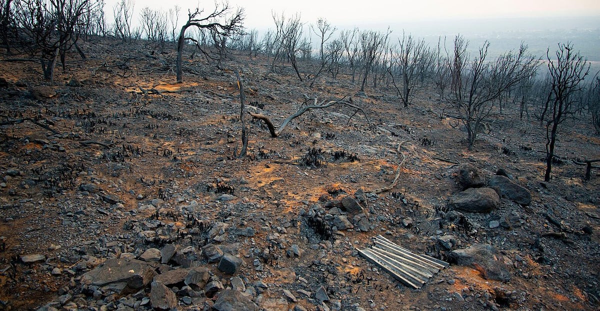 Forest fire burnt 20,587 sq km area in NE in 2023-24