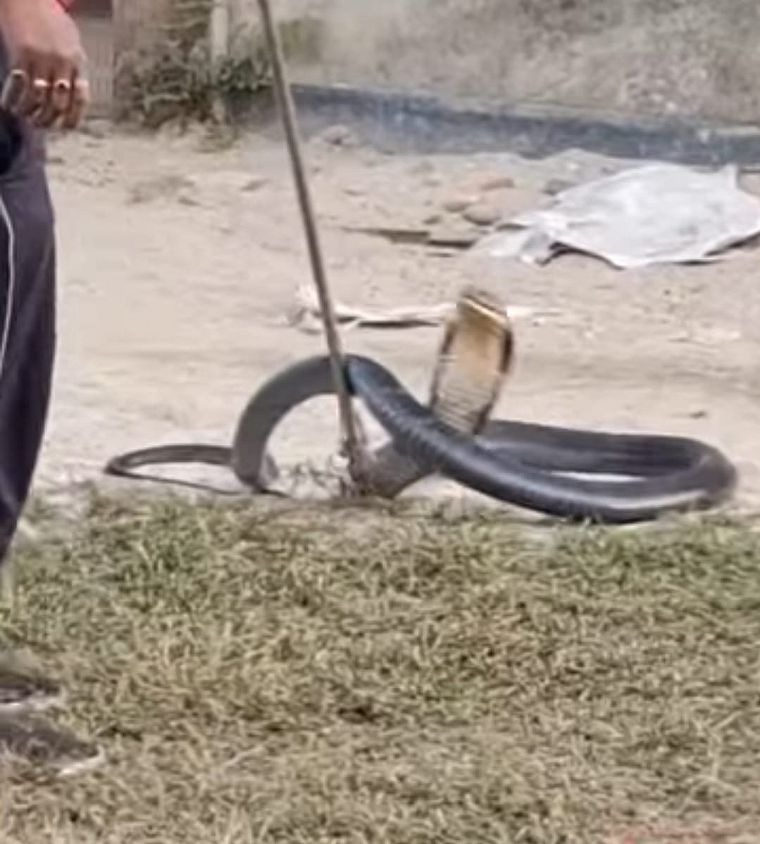 Assam: King cobra rescued in Jamugurihat