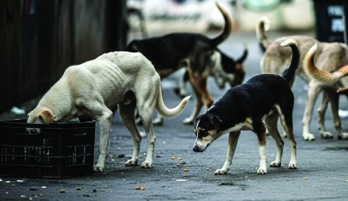 Stray dogs menace: Not directed removal of every dog from streets,