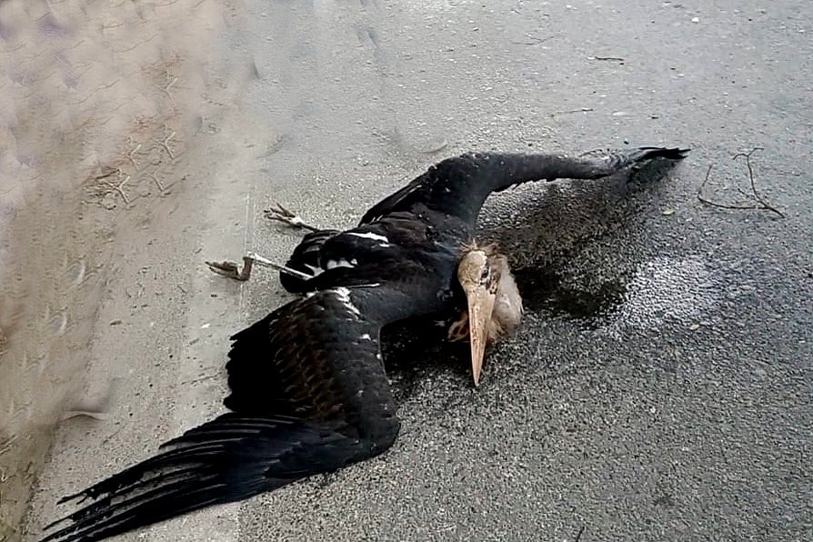 Residents concerned at death of adjutant storks at Maniari Tiniali