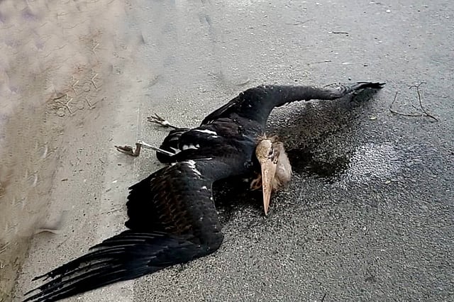 Residents concerned at death of adjutant storks at Maniari Tiniali