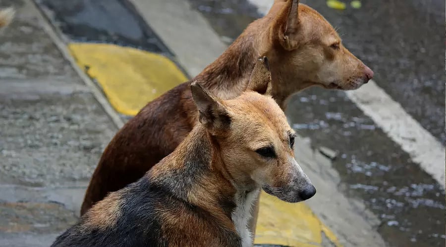 Assam: Suspected street dog killing racket busted in Dibrugarh