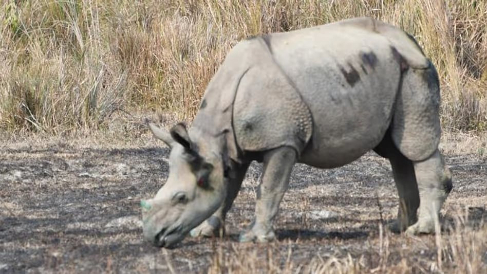 Orphaned rhino calf rescued from Kaziranga National Park, sent to CWRC