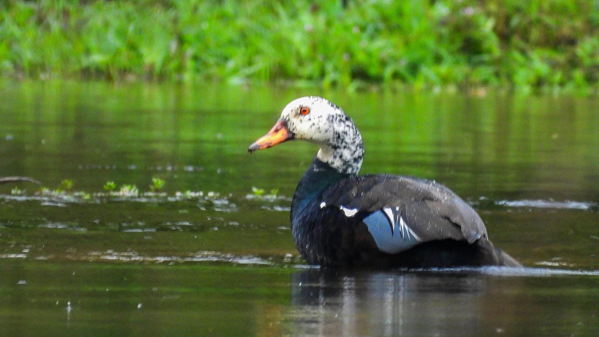 Assam’s state bird ‘Deo Hah’ on brink of extinction as habitat