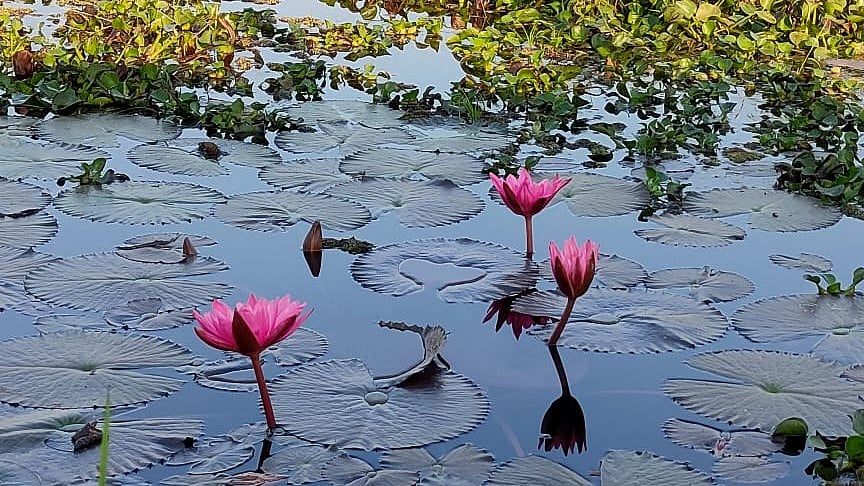 Dibrugarh: Maijan Beel emerges as key haven for migratory birds