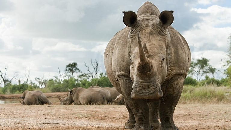 Forest worker killed in rhino attack at Kaziranga National Park (KNP)