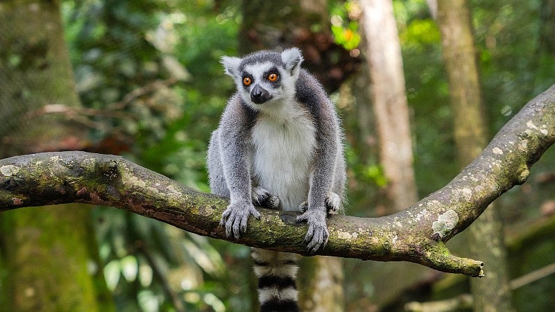 Green Iguanas, Ring-Tailed Lemurs arrive at Assam State Zoo-cum ...