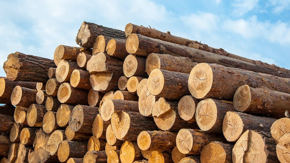 Timber seized in Sootea depot