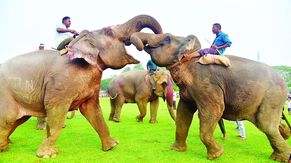 Boko celebrates 114th Suwari festival with traditional rites and ...