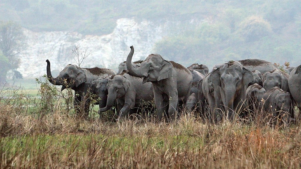 AZARA: Wild elephant rampage damage homes and granaries in Rani villages