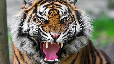Tea worker seriously injured in tiger attack at Lokhoujan Tea Estate