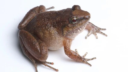 Rare ‘fanged’ mud-nesting frog discovered in Arunachal