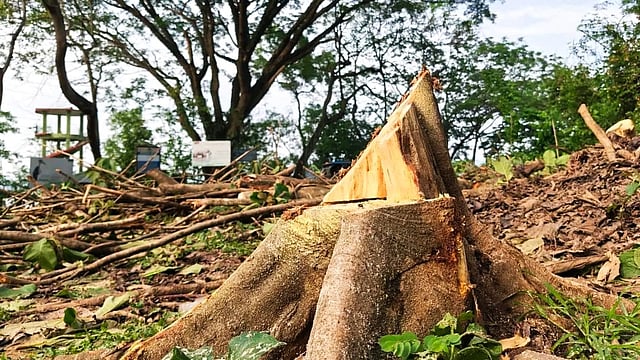 AZARA: Deepor Beel tree felling sparks public outrage amid railway project