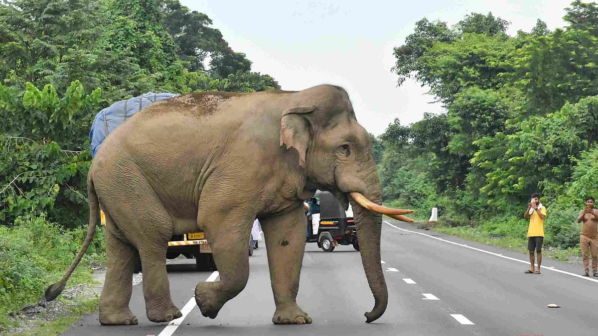Wild Elephant Disrupts Traffic on NH at Deopahar in Numaligarh, Cyclist ...