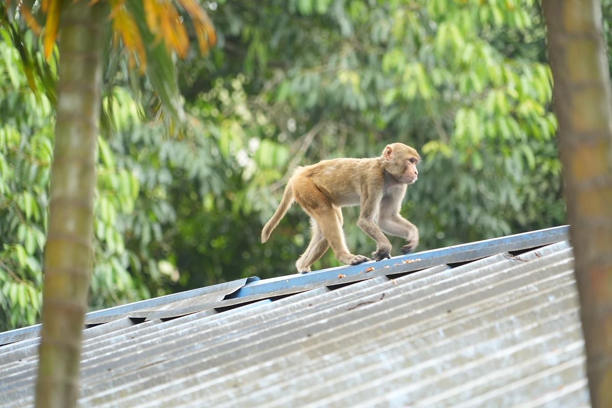 Assam: Monkey menace threatens homes, farms and safety in Golaghat district