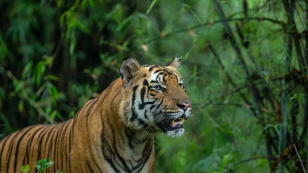 Rhino and Royal Bengal Tiger Sightings Highlight Rich Biodiversity of ...